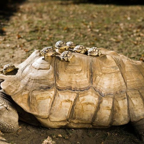 LORESTAN - Iran Tourism and Travels