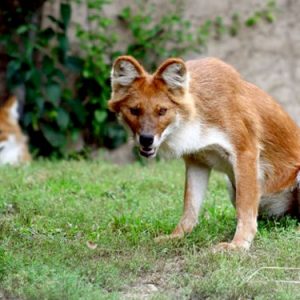 LORESTAN - Iran Tourism and Travels