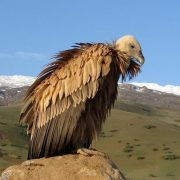 LORESTAN - Iran Tourism and Travels